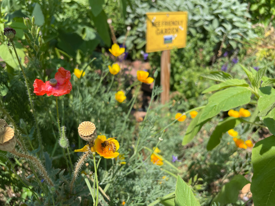 Bee Friendly Garden Kit – Environment America Shop
